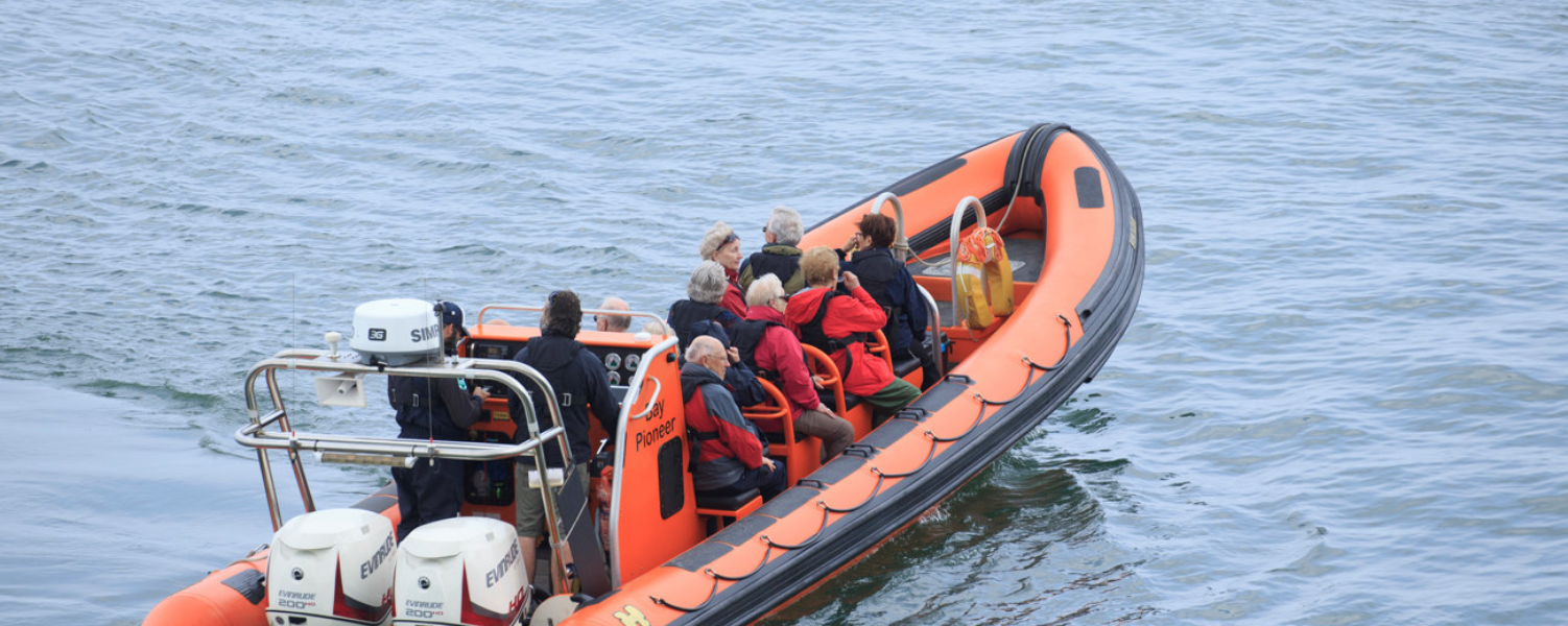 A Bay To Remember - Dolphin Watching Trips In Cardigan Bay